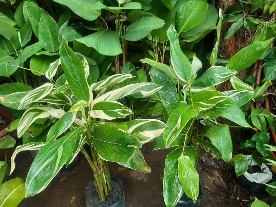 Tall variegated arrow root, Furniture & Home Living, Gardening, Plants ...