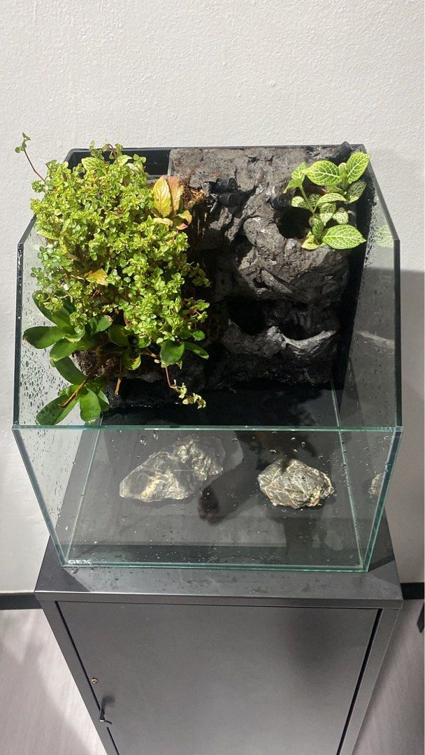 1ft paludarium tank, Pet Supplies, Homes & Other Pet Accessories on ...