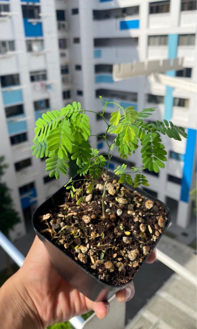 Brazilian Rain Tree Bonsai, Furniture & Home Living, Gardening, Plants ...