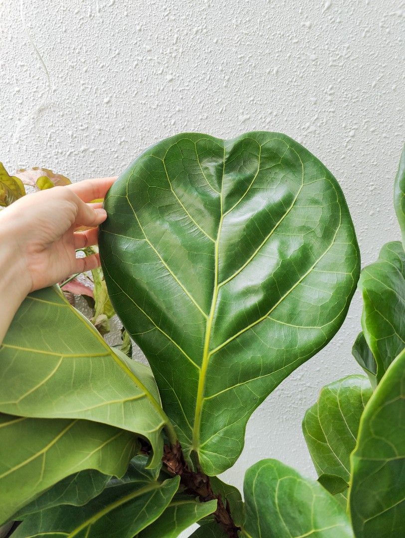 Large Ficus Lyrata tree(Fiddle Leaf Fig tree), Furniture & Home Living ...