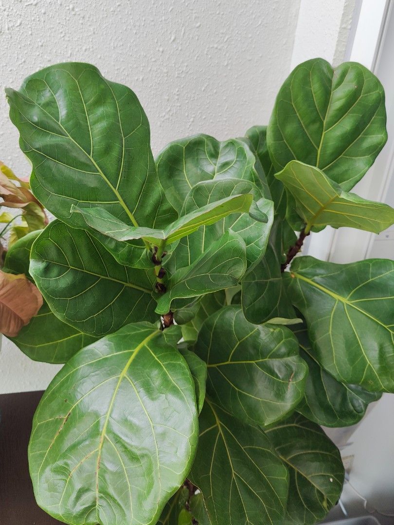 Large Ficus Lyrata tree(Fiddle Leaf Fig tree), Furniture & Home Living ...
