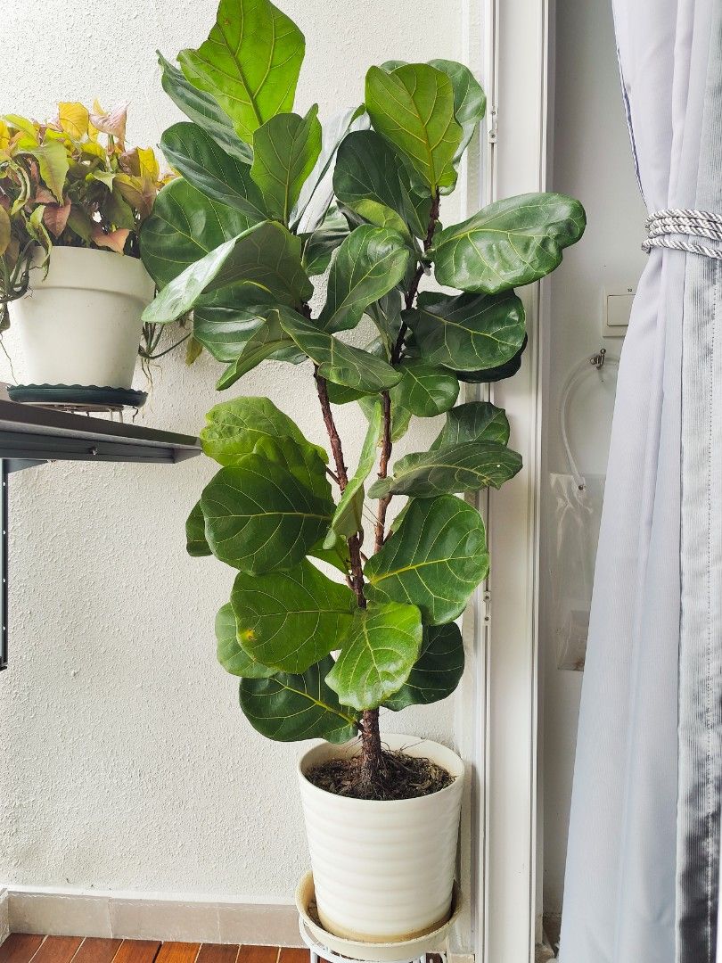 Large Ficus Lyrata tree(Fiddle Leaf Fig tree), Furniture & Home Living ...