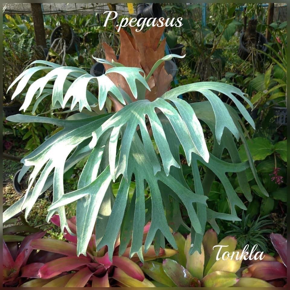 Platycerium Pegasus, Furniture & Home Living, Gardening, Plants & Seeds on Carousell