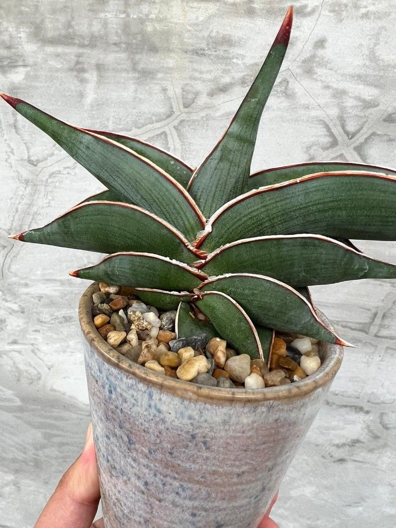Sansevieria rorida, Furniture & Home Living, Gardening, Plants & Seeds ...