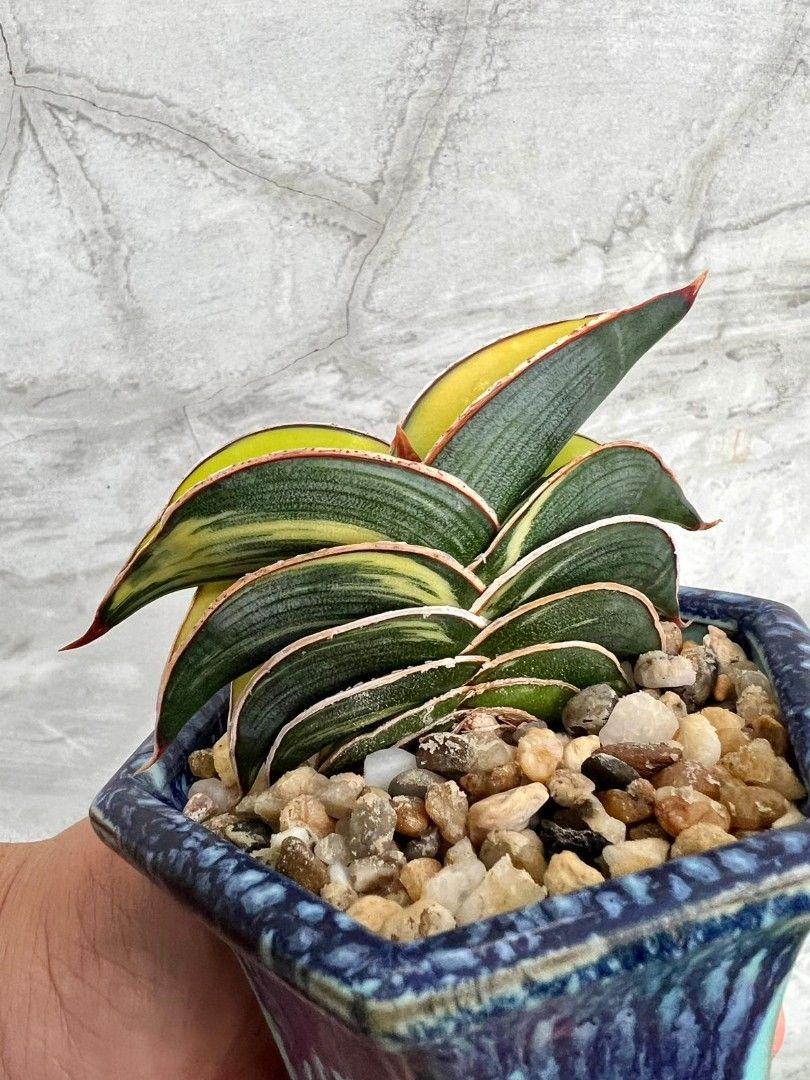 Sansevieria rorida variegated, Furniture & Home Living, Gardening ...