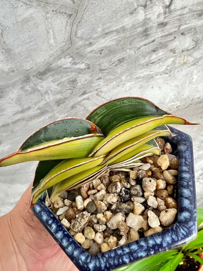 Sansevieria rorida variegated, Furniture & Home Living, Gardening ...