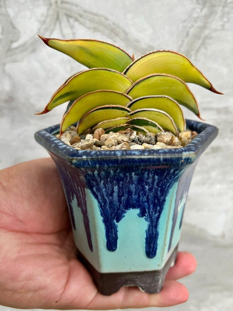 Sansevieria rorida variegated, Furniture & Home Living, Gardening ...