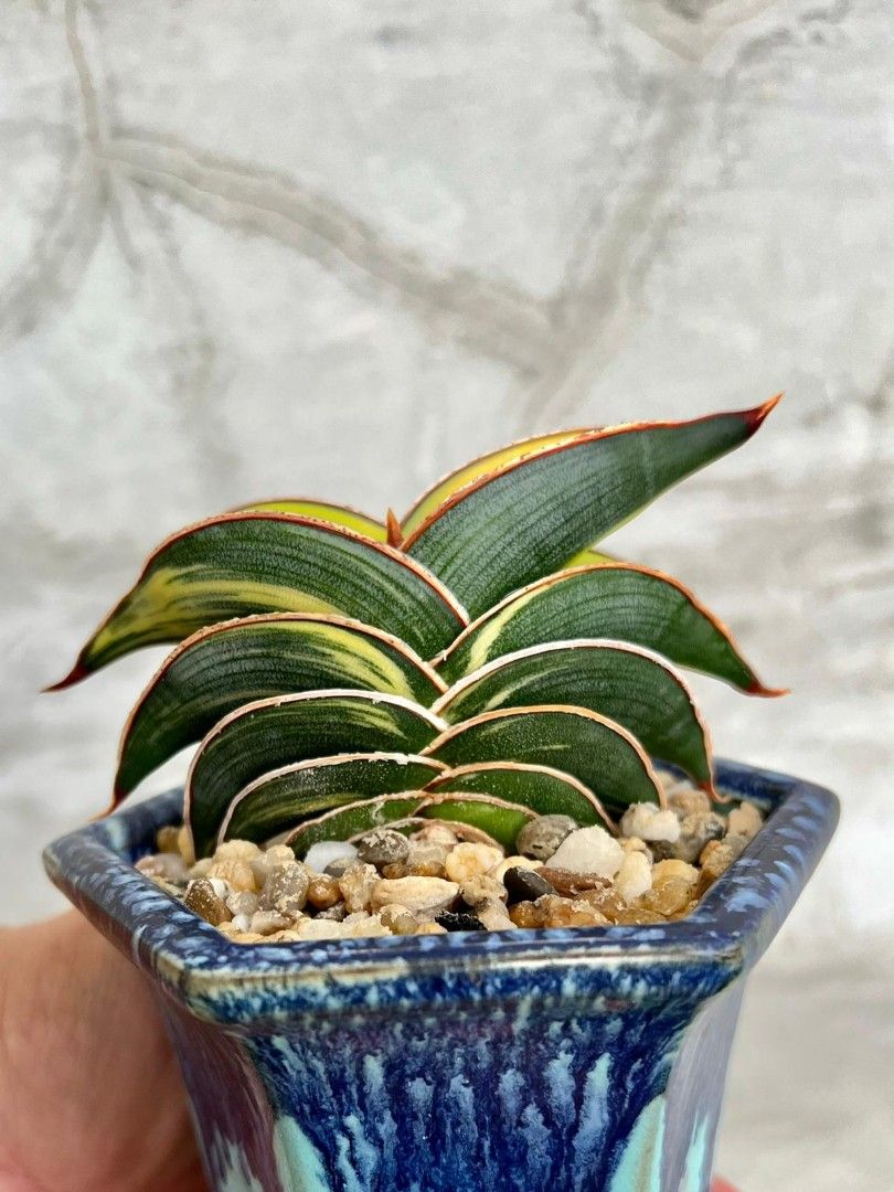 Sansevieria rorida variegated, Furniture & Home Living, Gardening ...