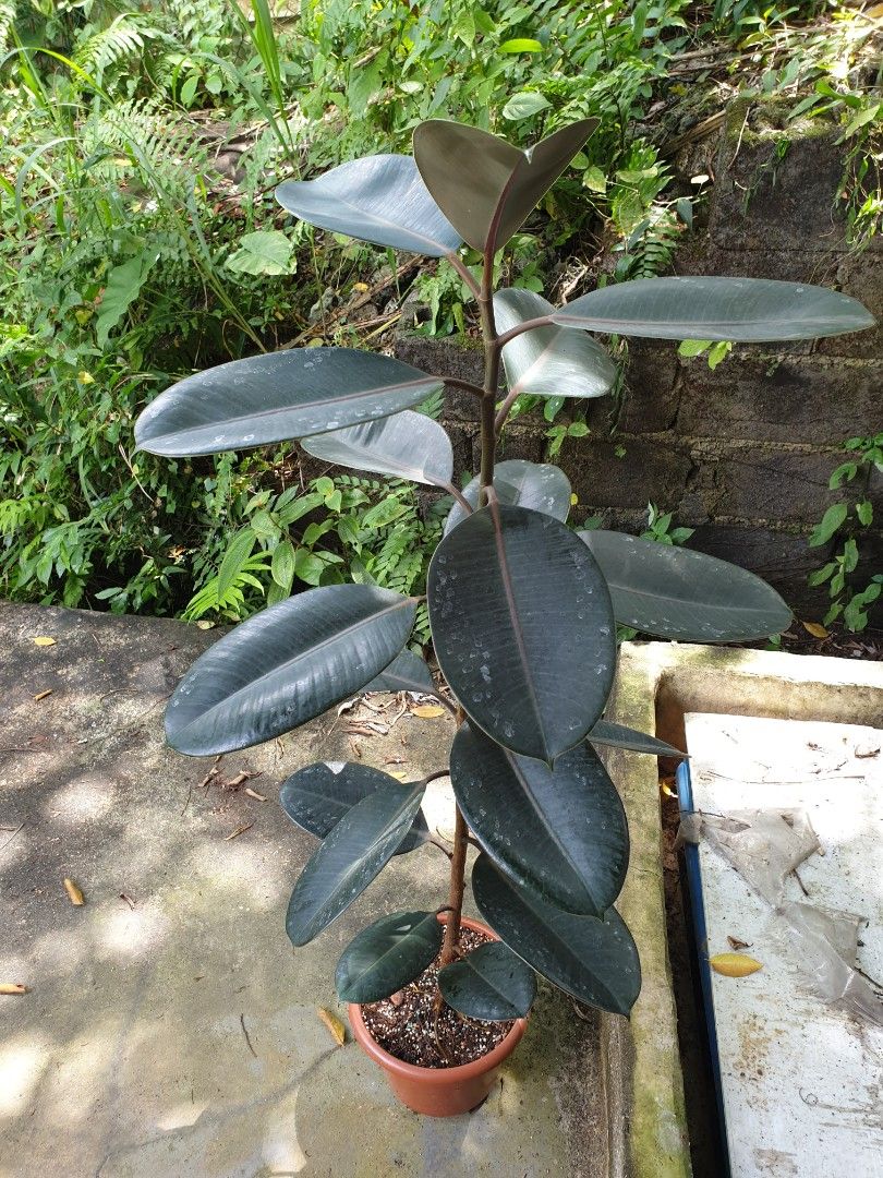 Tall Ficus Elastica ( burgundy), Furniture & Home Living, Gardening ...