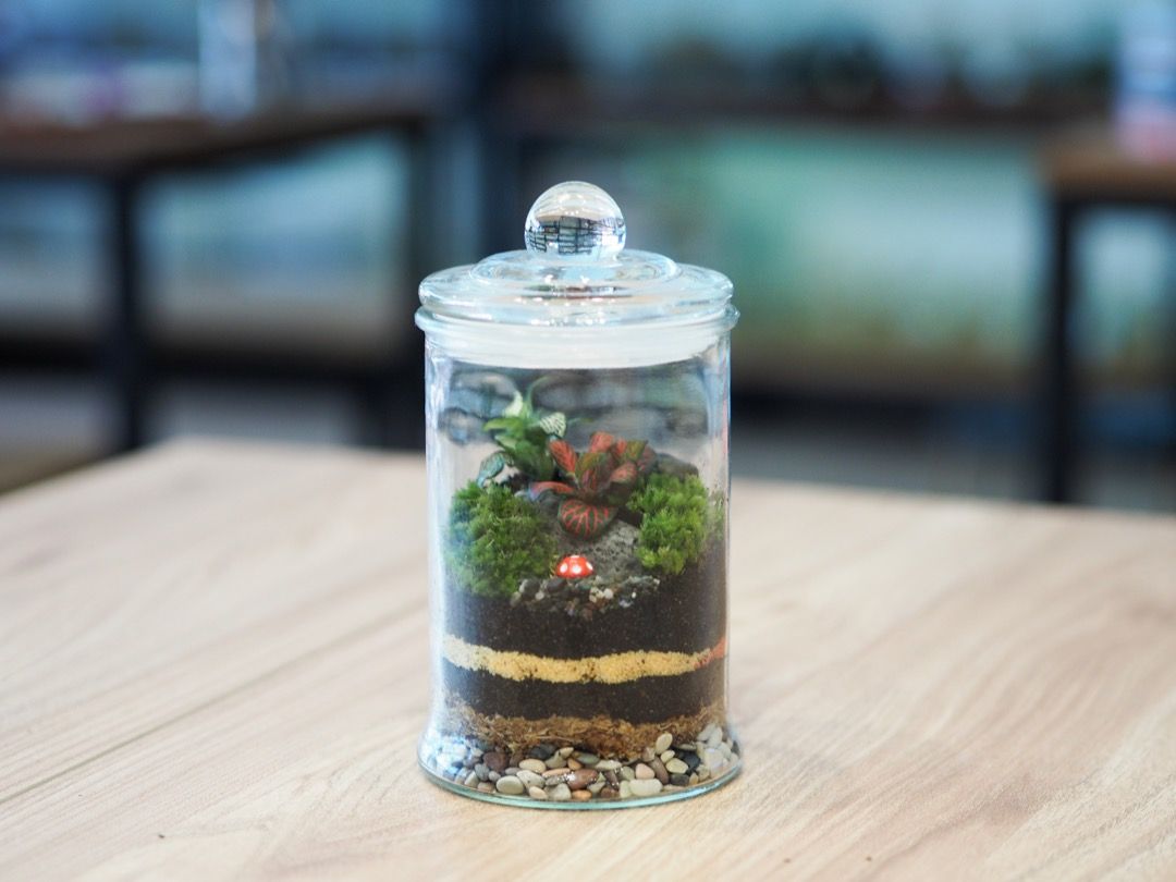 Terrarium - Mini Rainforest A, Furniture & Home Living, Gardening ...
