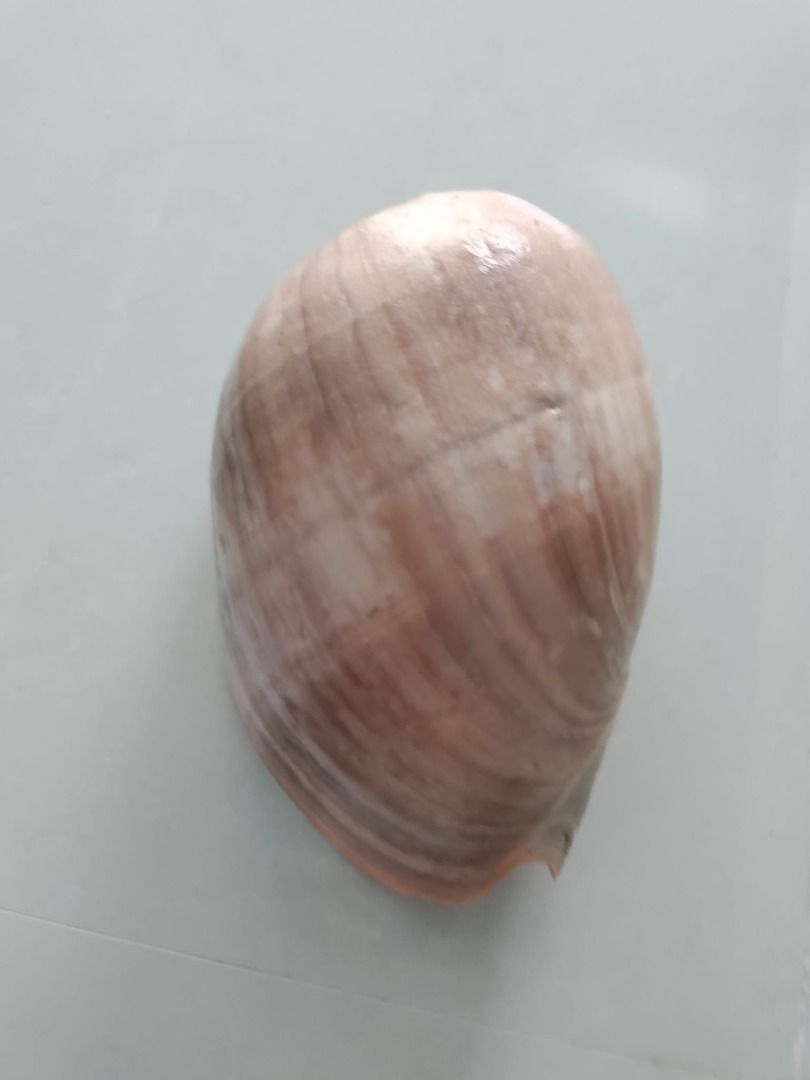 28cm HUGE Melo Umbilicatus Volute Seashell Light Brown Rare Colour ...