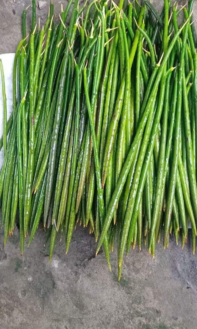 Bakawan mangroves, Furniture & Home Living, Gardening, Plants & Seeds ...