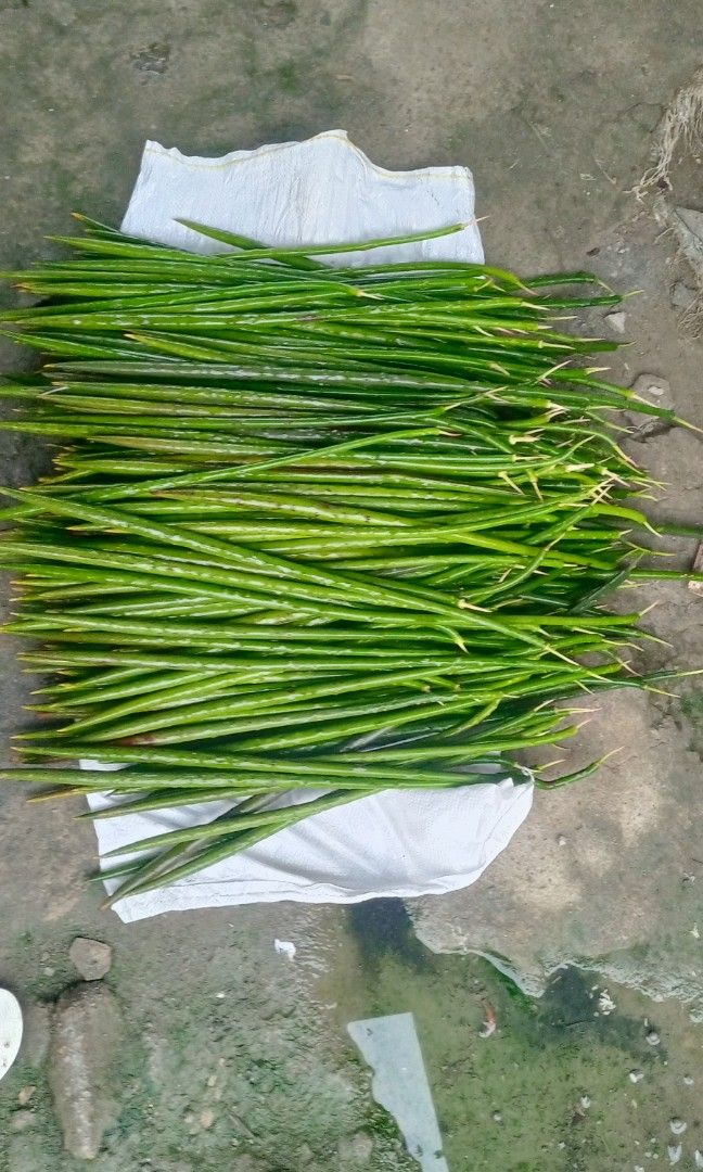 Bakawan mangroves, Furniture & Home Living, Gardening, Plants & Seeds ...