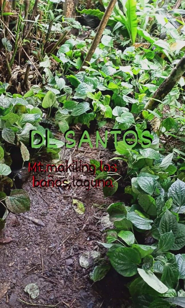 Buyo/ikmo/ betel leaf, Furniture & Home Living, Gardening, Plants ...