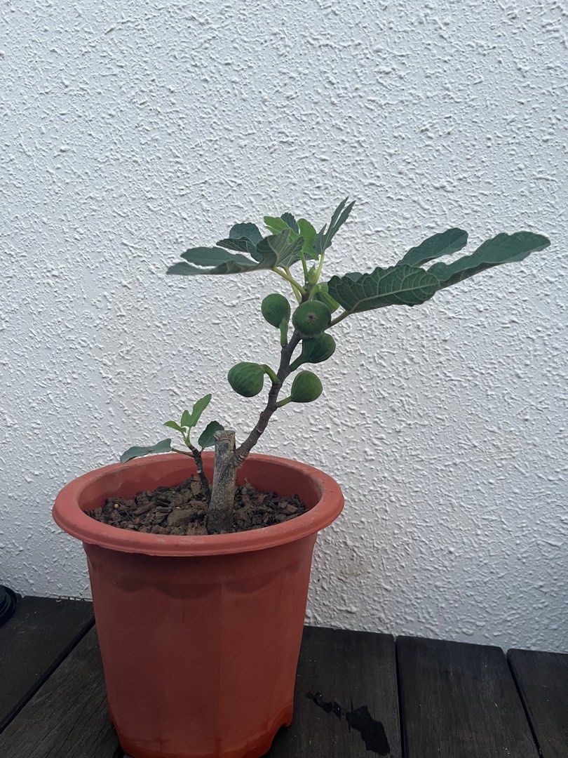 Bountiful CNY Fruiting Ficus Carica fig tree plant bonsai with fruits ...