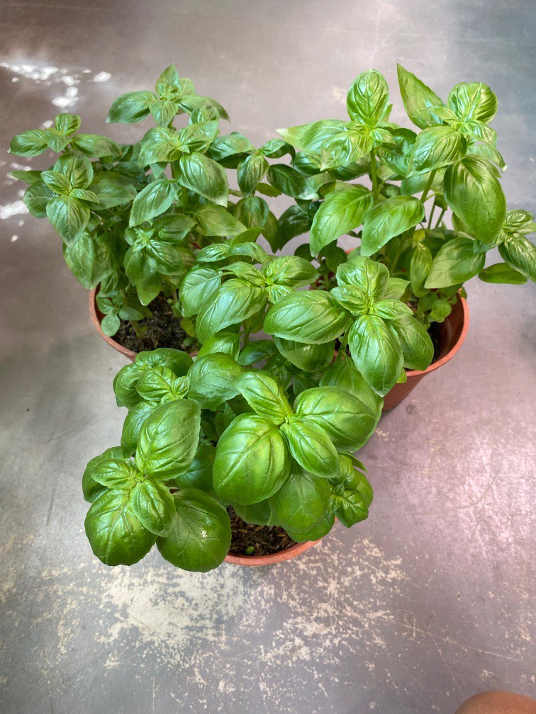 Italian Sweet Basil (Herbs) plant $7 each, Furniture & Home Living ...