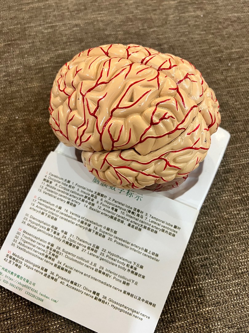 Model Anatomical 3D Brain Learning Resource, Health & Nutrition ...
