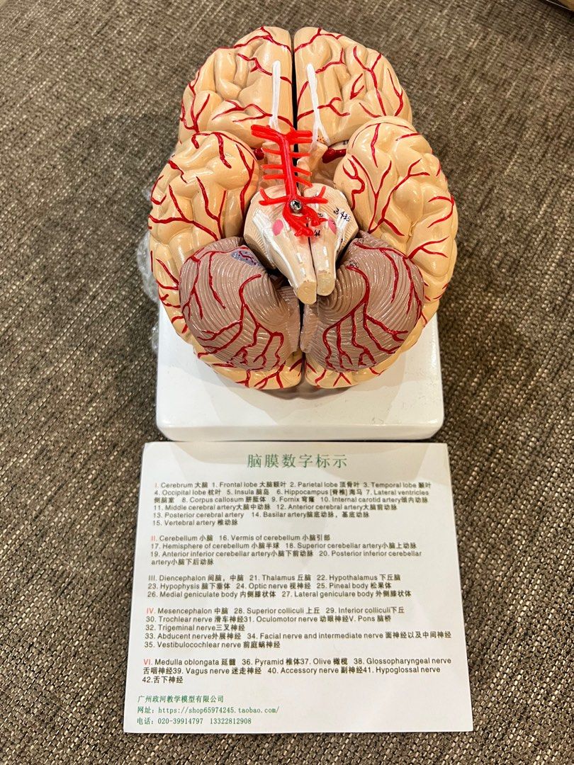 Model Anatomical 3D Brain Learning Resource, Health & Nutrition ...