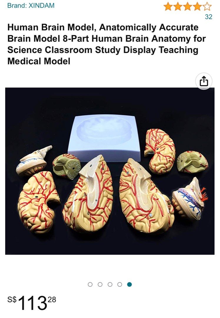 Model Anatomical 3D Brain Learning Resource, Health & Nutrition ...