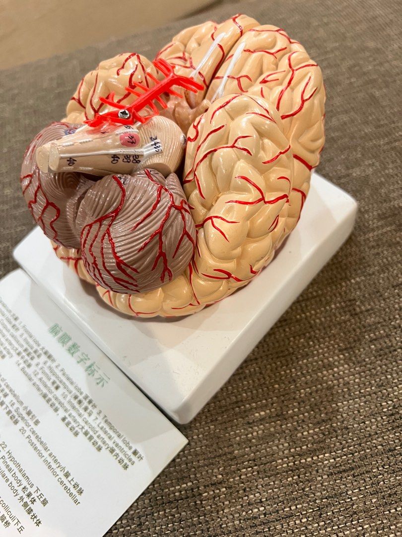 Model Anatomical 3D Brain Learning Resource, Health & Nutrition ...