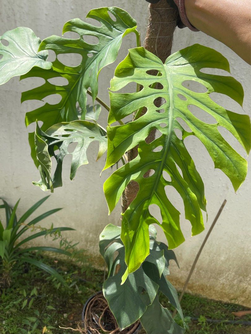 Monstera Dubia Mature Form, Furniture & Home Living, Gardening, Plants ...