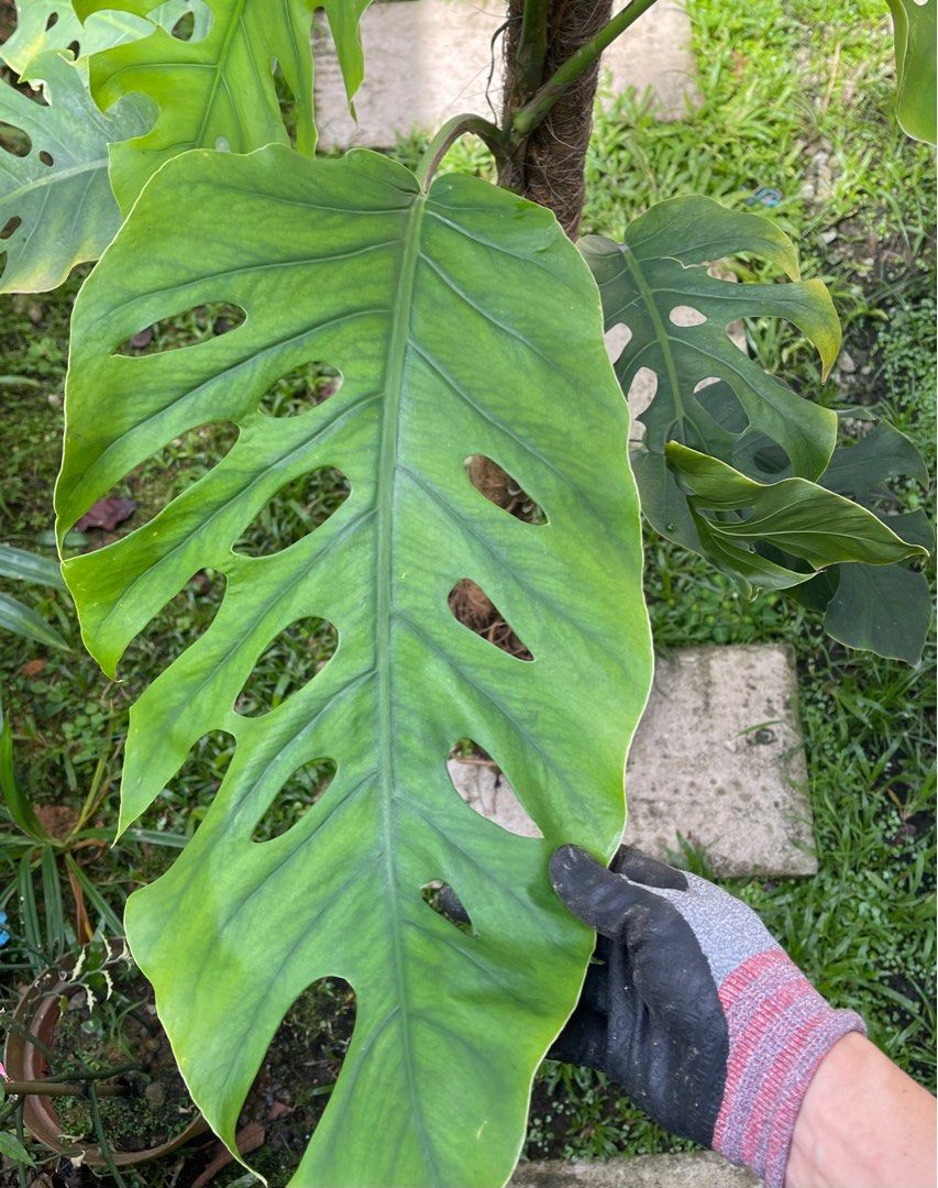 Monstera Dubia Mature Form, Furniture & Home Living, Gardening, Plants ...