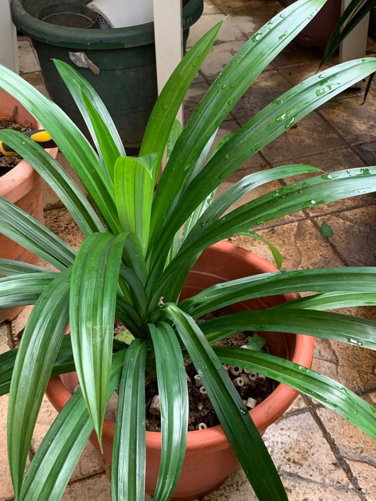 Pandan leaf plant with pot, Furniture & Home Living, Gardening, Plants ...