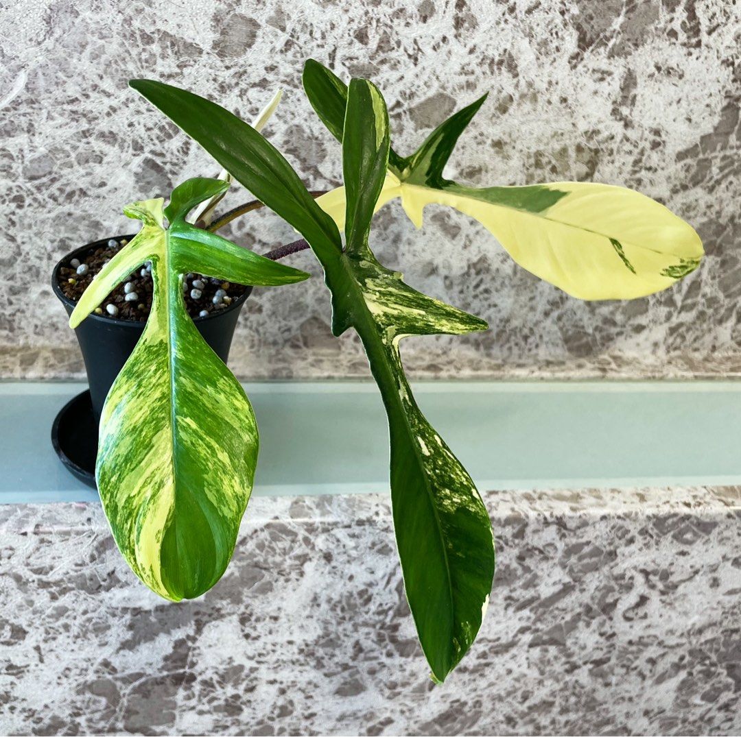 Philodendron Florida Beauty Variegated, Furniture & Home Living ...