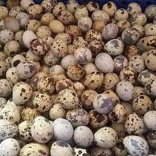 Pugo Egg / Quail Egg for sale, Food & Drinks, Other Food & Drinks on ...