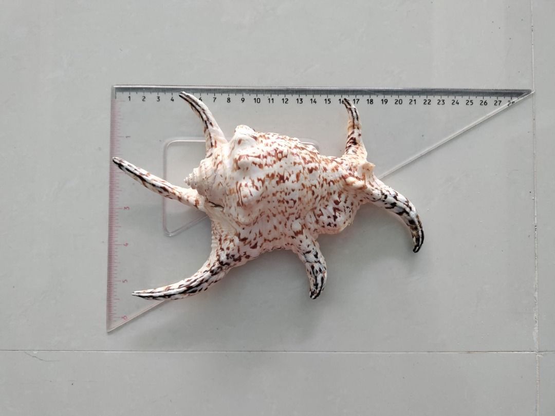 Seashell - edspal shells- Lambis lambis chiragra 22cm many fingers ...