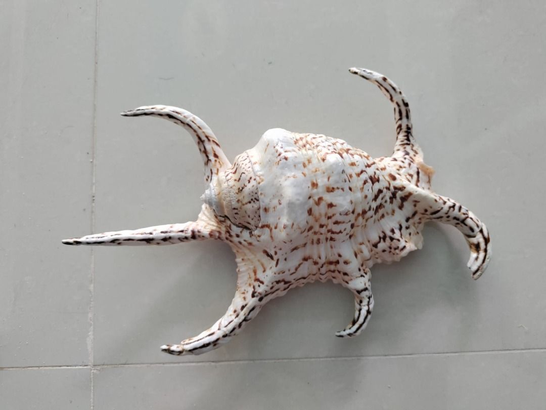 Seashell - edspal shells- Lambis lambis chiragra 22cm many fingers ...