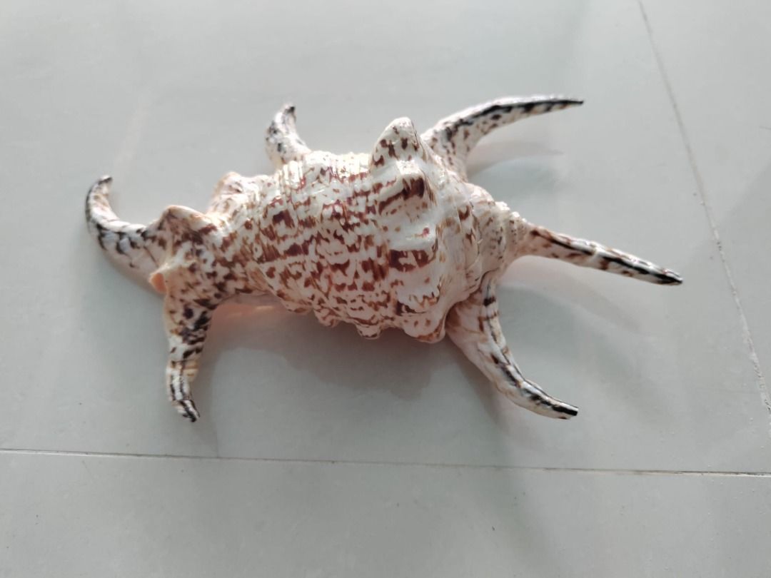 Seashell - edspal shells- Lambis lambis chiragra 22cm many fingers ...