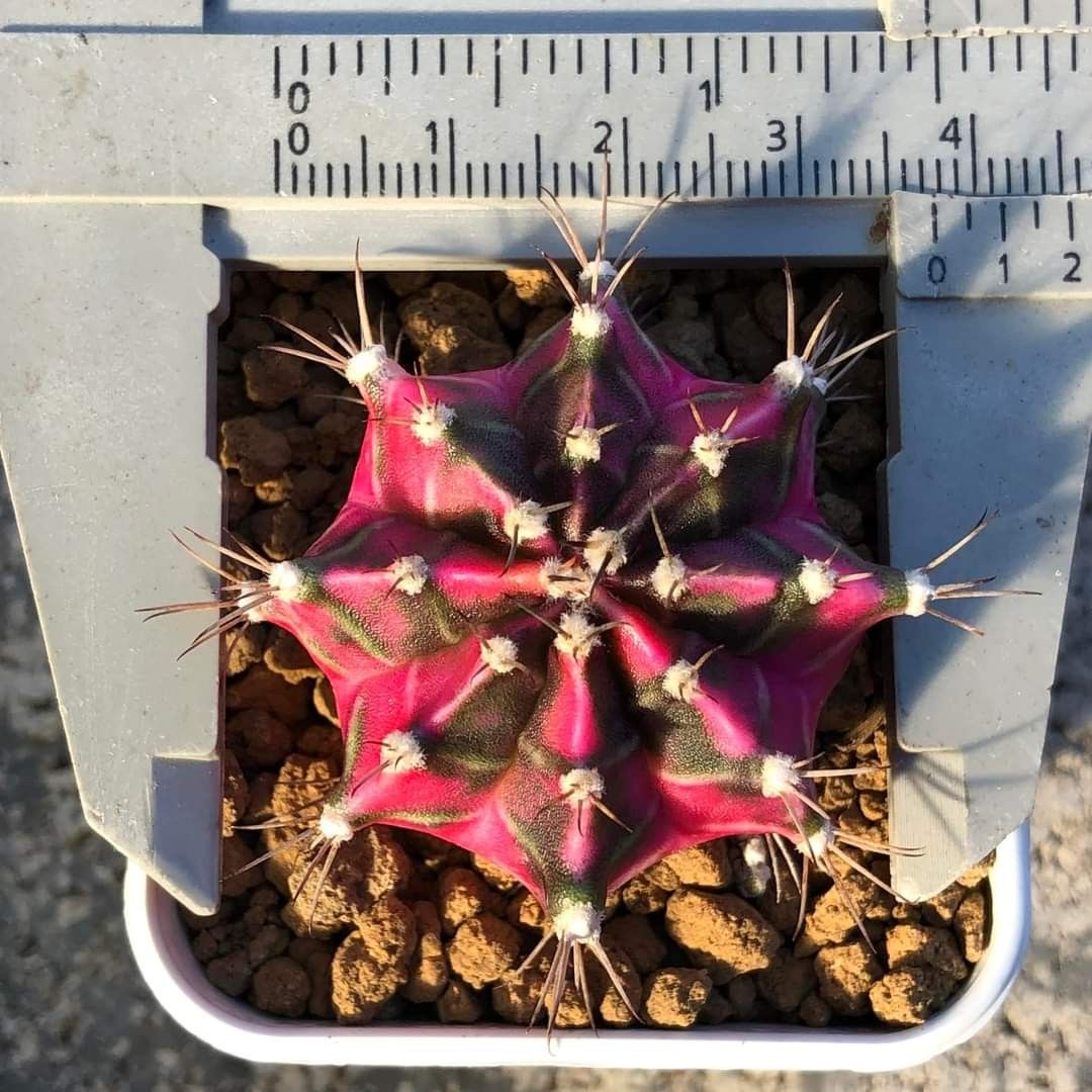 Tanzanite gymnocalycium gymno, Furniture & Home Living, Gardening ...