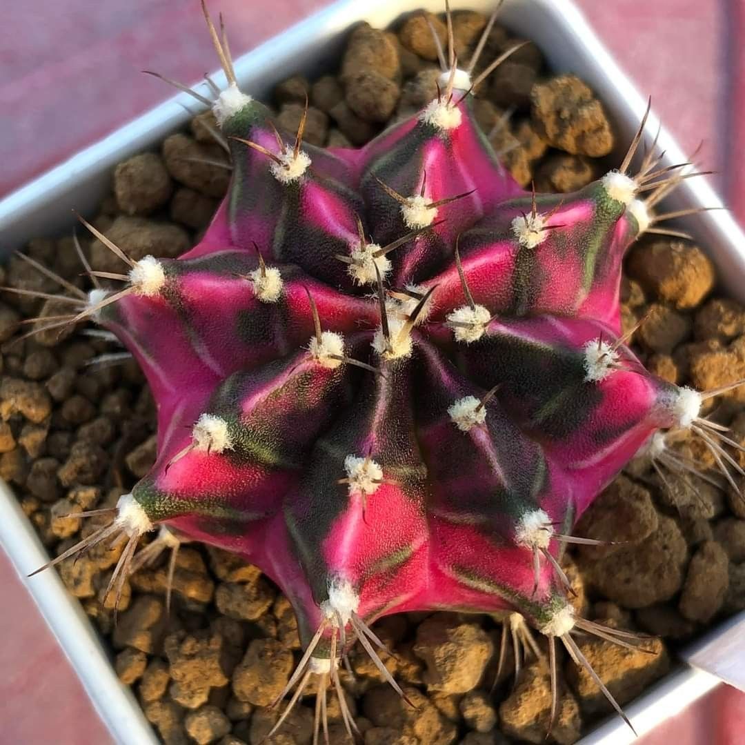 Tanzanite gymnocalycium gymno, Furniture & Home Living, Gardening ...