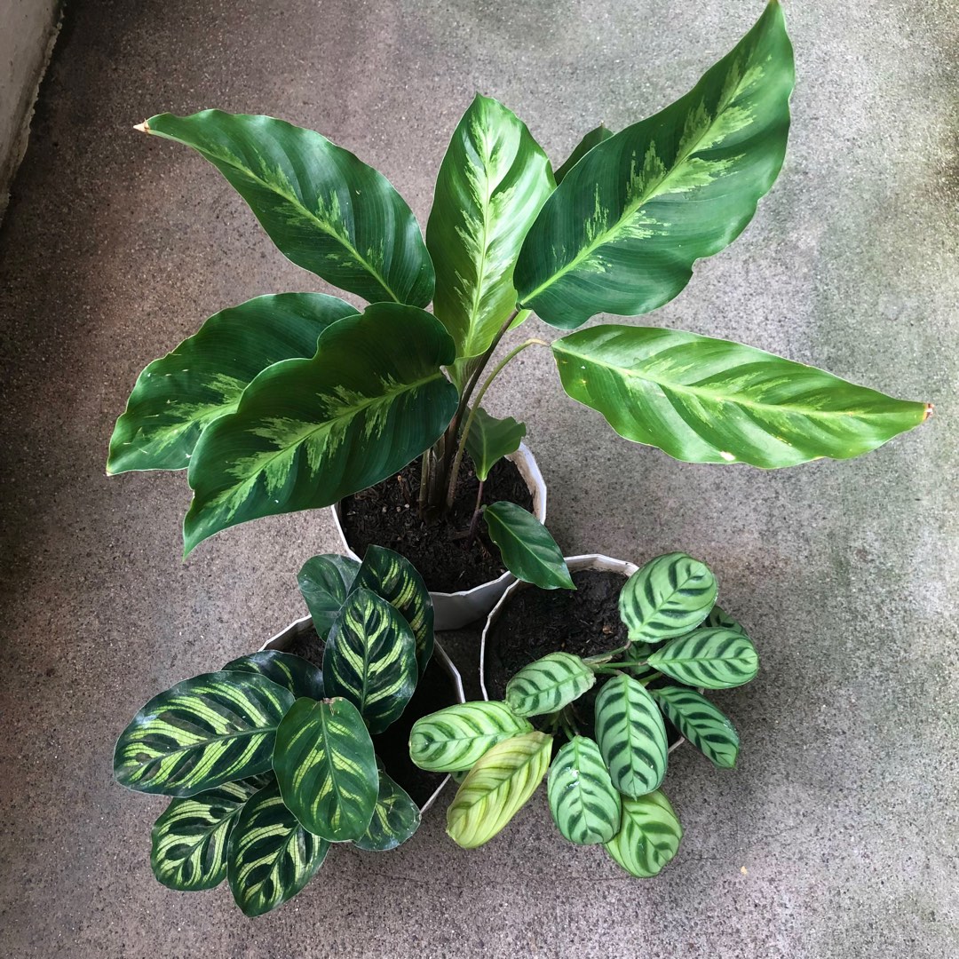 CALATHEA BUNDLE IN POTS Plants Set (Thai Makoyana, Fishbone, Louisae ...