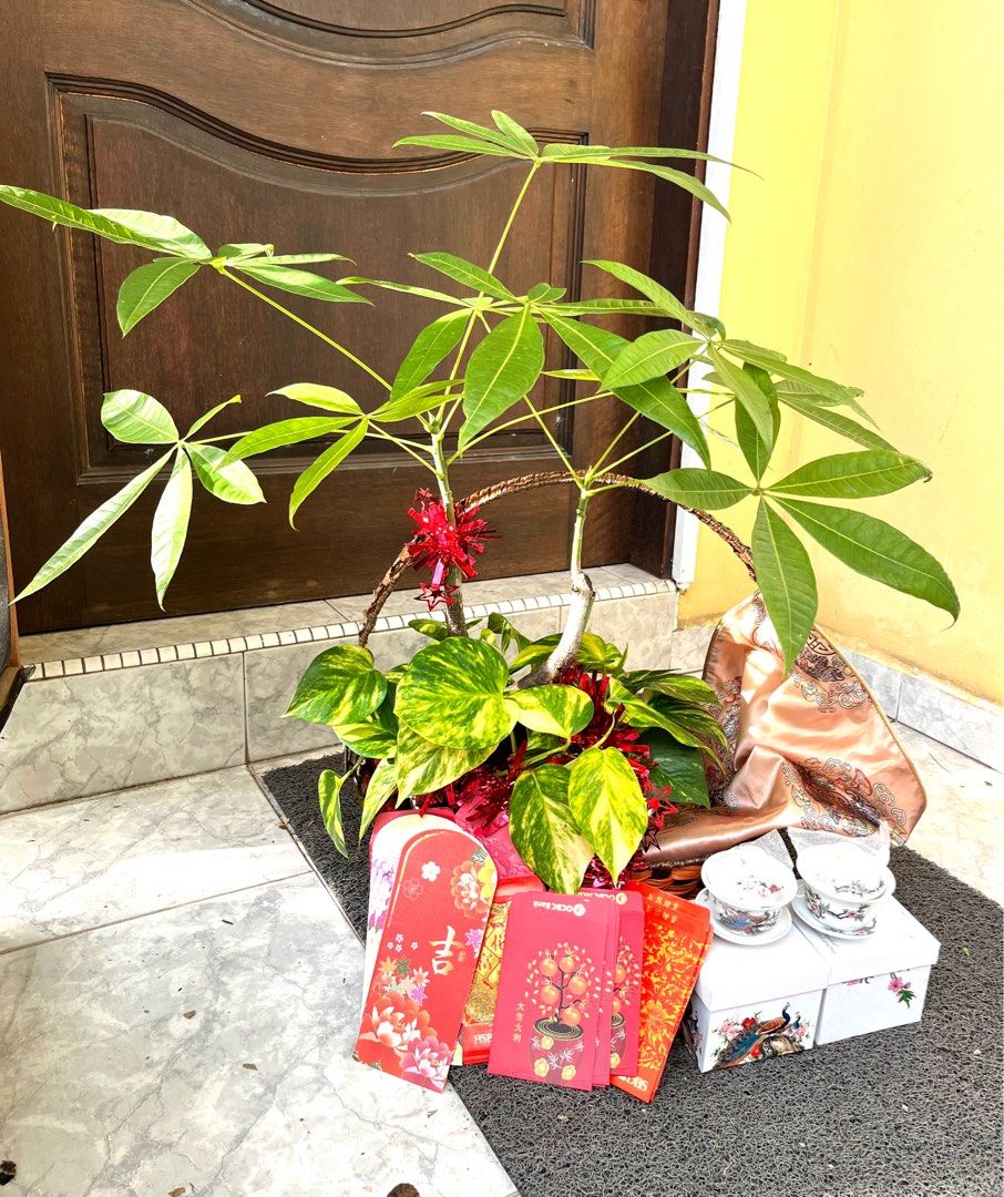Chinese New Year money tree pachira and money plant pothos and free ...