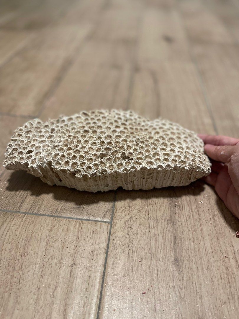 Coral slab for aquarium decoration., Pet Supplies, Homes & Other Pet ...