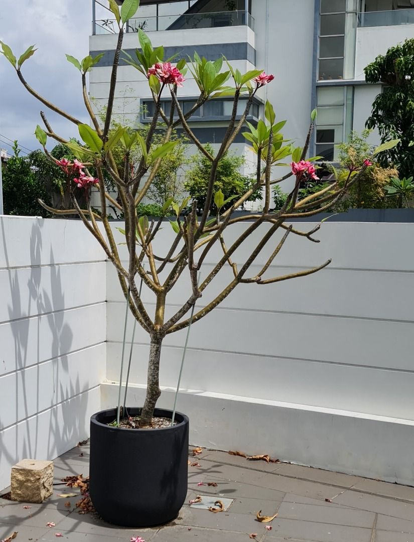 Frangipani Tree in a large Pot 2.5 to 3m tall, Furniture & Home Living ...
