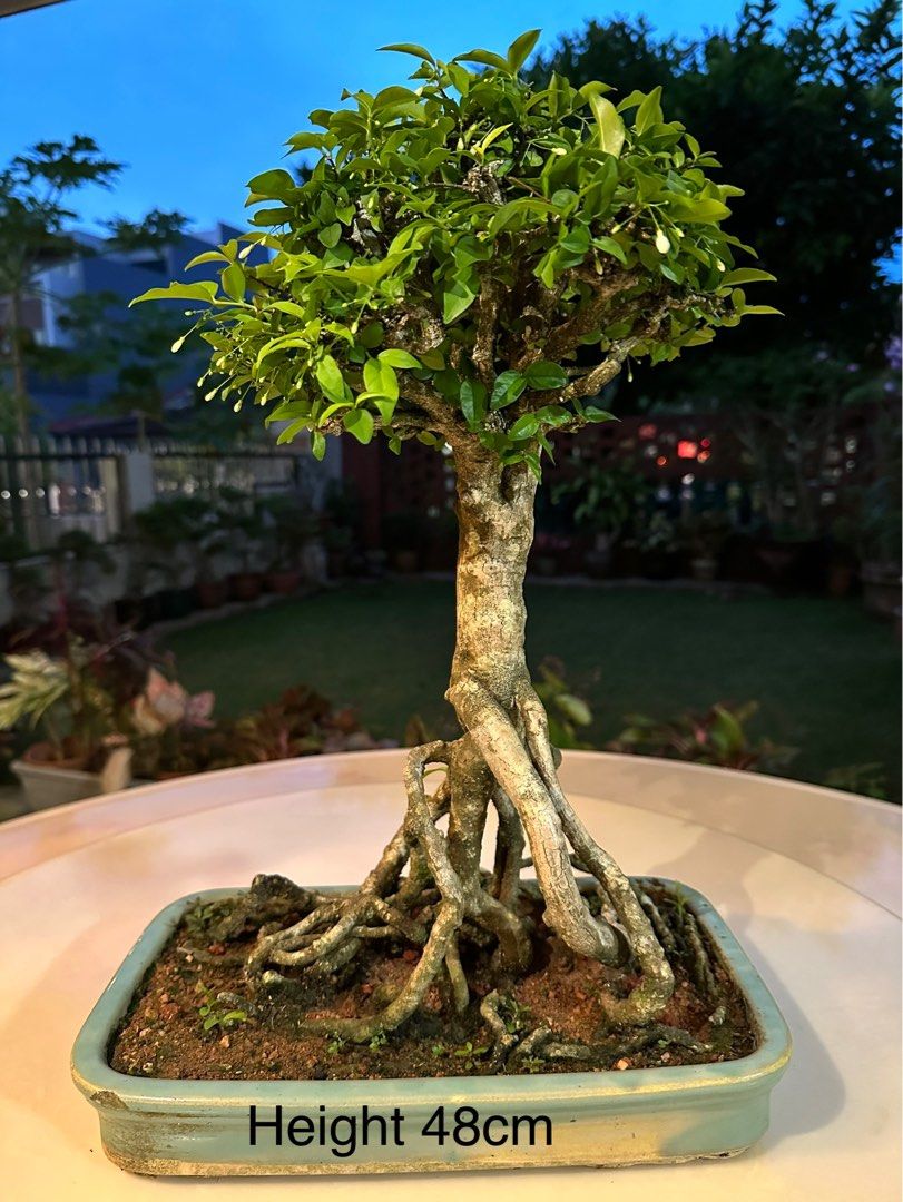 2023 CNY - Shui Mei Bonsai (Wrightia Religiosa), Furniture & Home ...
