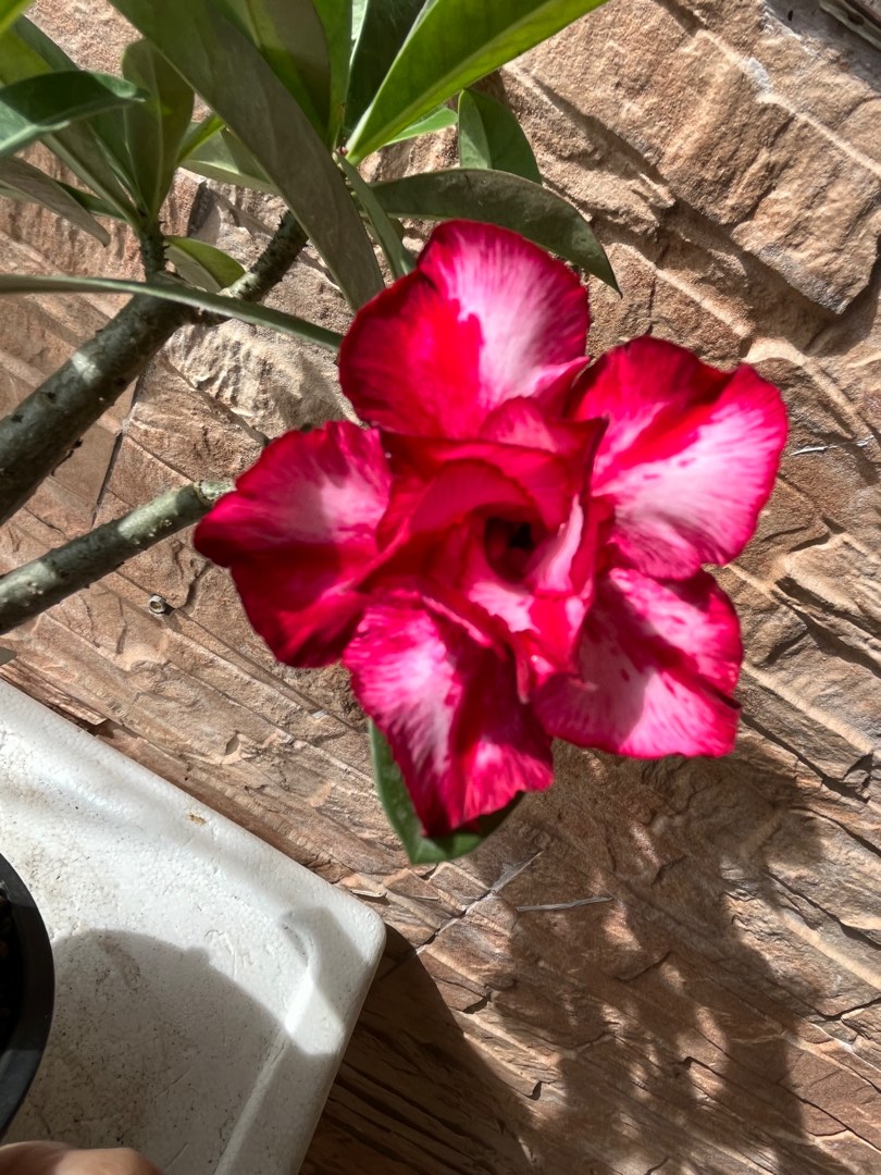 Taiwan Seed grown adenium (red multi petal), Furniture & Home Living ...