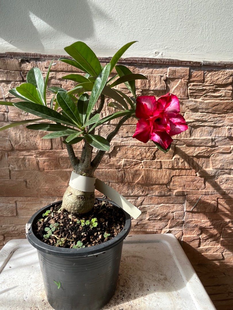 Taiwan Seed grown adenium (red multi petal), Furniture & Home Living ...