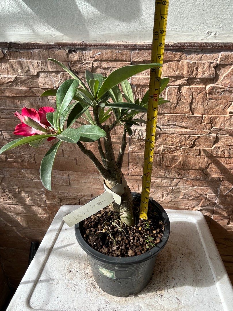 Taiwan Seed grown adenium (red multi petal), Furniture & Home Living ...