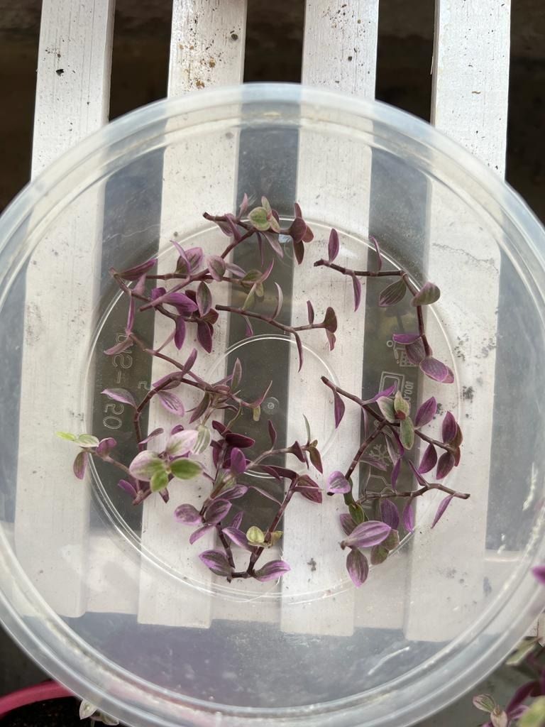 Tradescantia Pink Lady Live Succulent Real Plants Cuttings 多肉 彩虹怡心草 ...