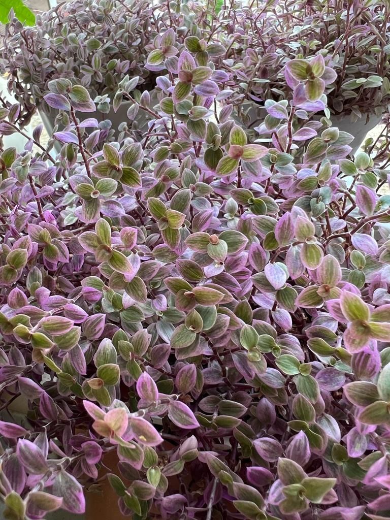 Tradescantia Pink Lady Live Succulent Real Plants Cuttings 多肉 彩虹怡心草 ...