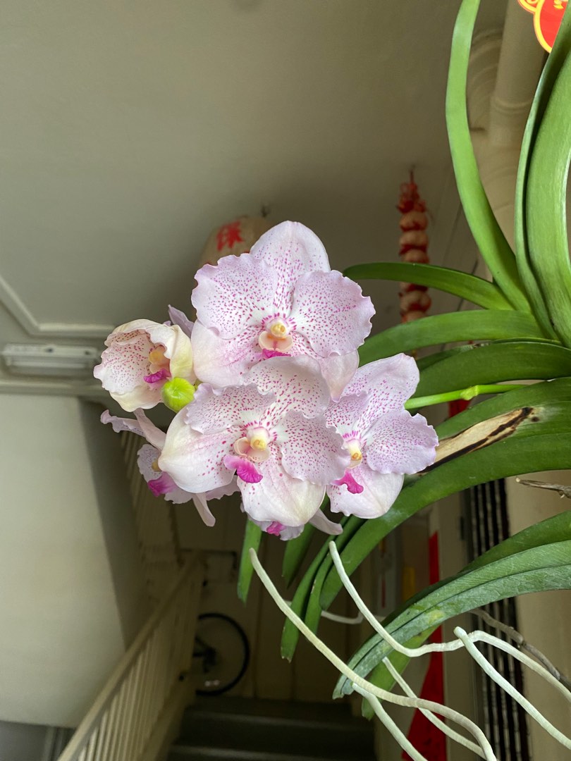 Vanda orchid, Furniture & Home Living, Gardening, Plants & Seeds on ...
