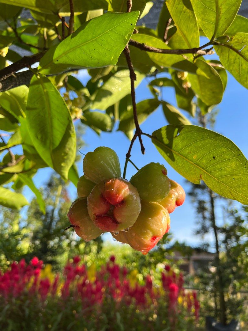 4ft Tall Jambu Tree [ Java Apple Tree], Furniture & Home Living ...