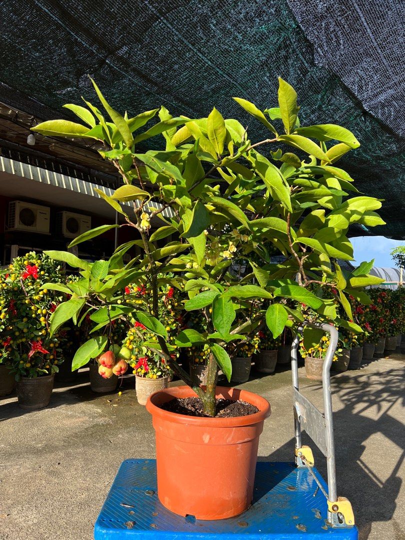 4ft Tall Jambu Tree [ Java Apple Tree], Furniture & Home Living ...