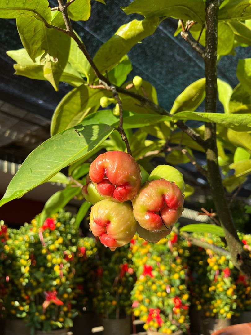 4ft Tall Jambu Tree [ Java Apple Tree], Furniture & Home Living ...