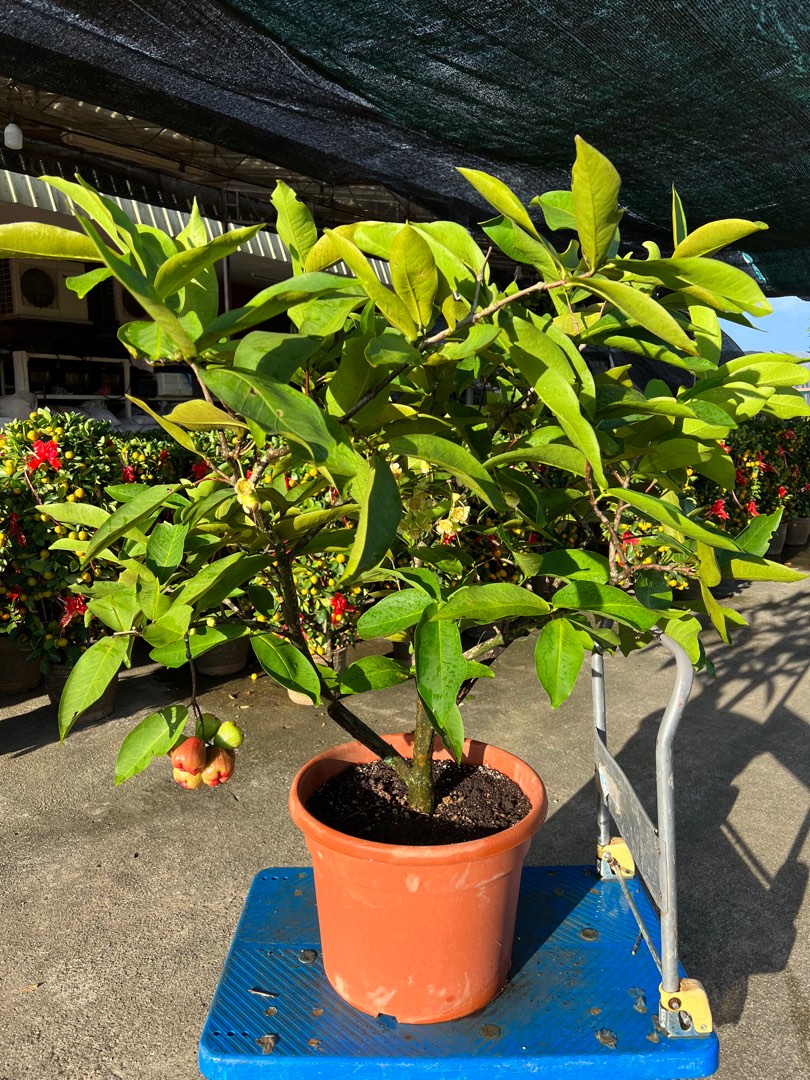 4ft Tall Jambu Tree [ Java Apple Tree], Furniture & Home Living ...