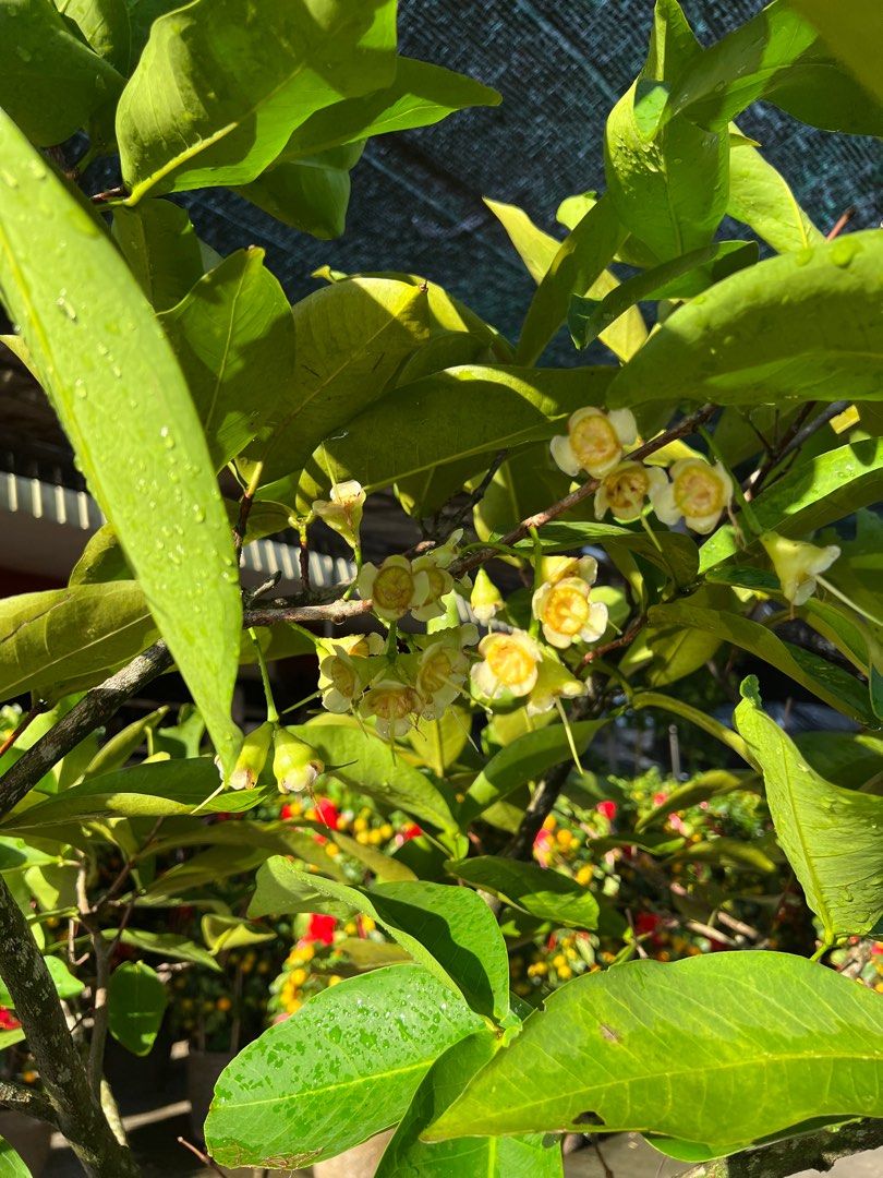 4ft Tall Jambu Tree [ Java Apple Tree], Furniture & Home Living ...